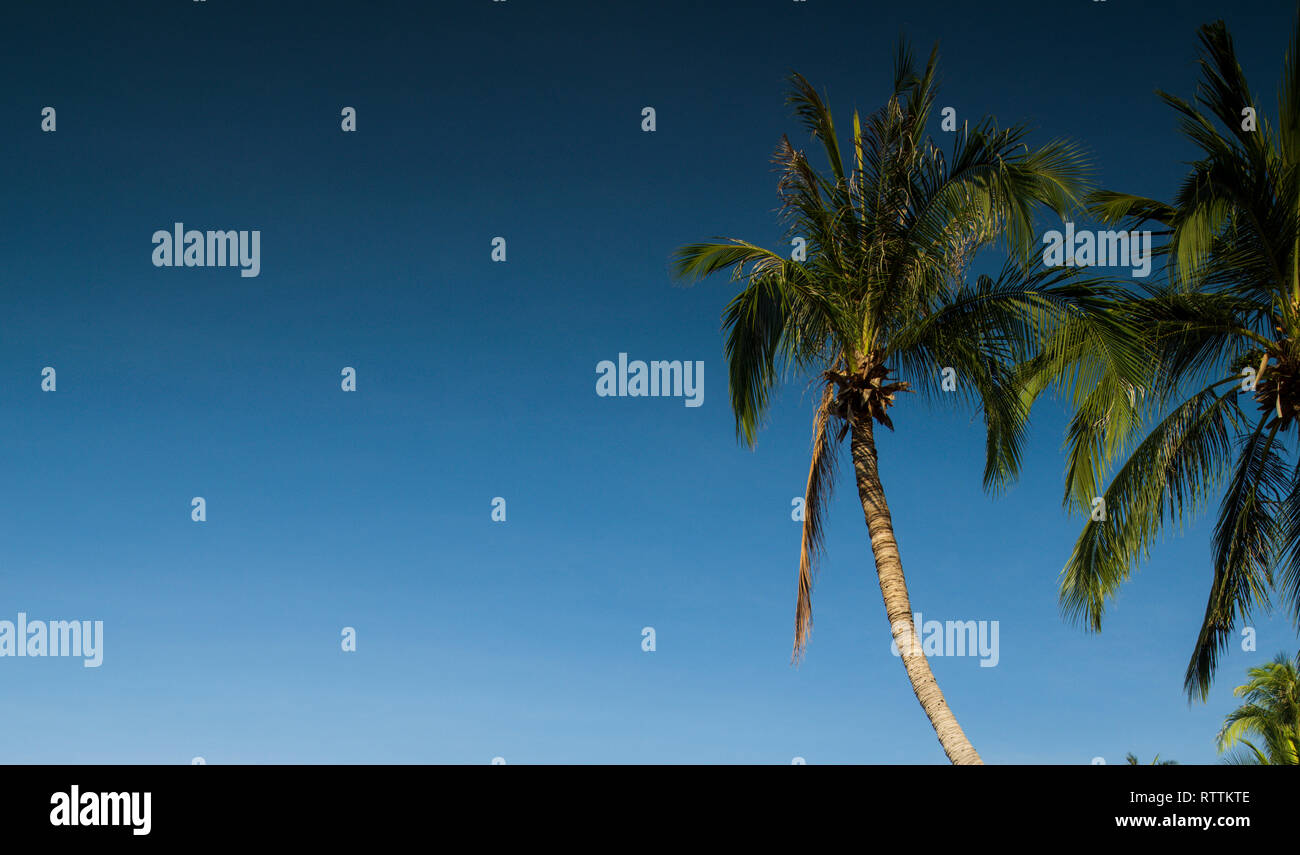 Palm trees at the beach Stock Photo - Alamy