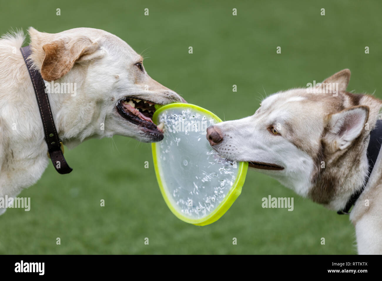 Labrador Retriever and Siberian Husky playing with a flying disc Stock ...