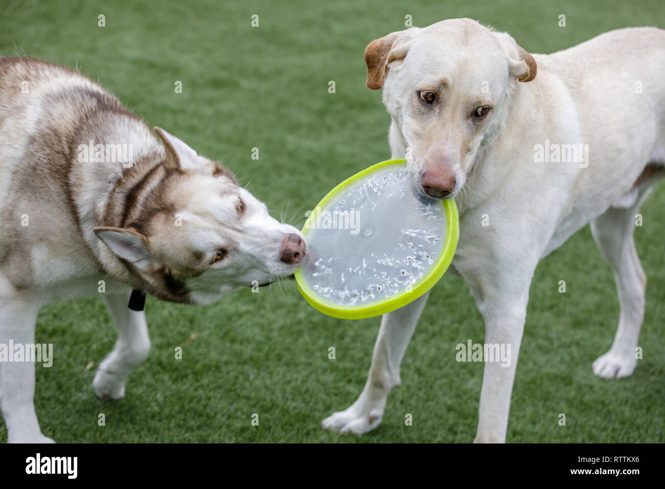 Labrador Retriever and Siberian Husky playing with a flying disc Stock ...