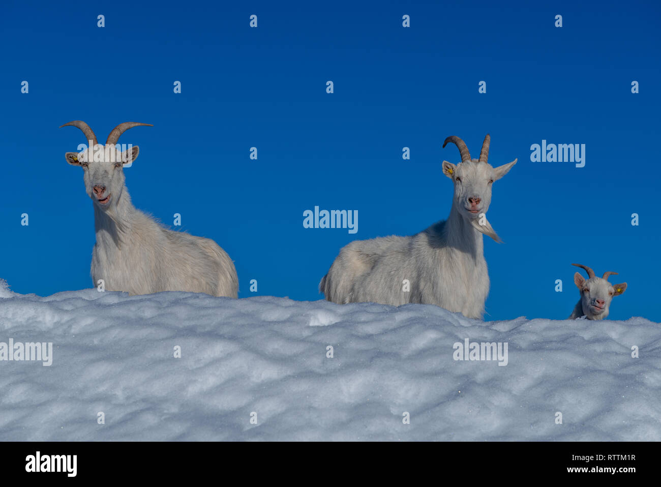 Pashmina goats ladakh hi-res stock photography and images - Alamy
