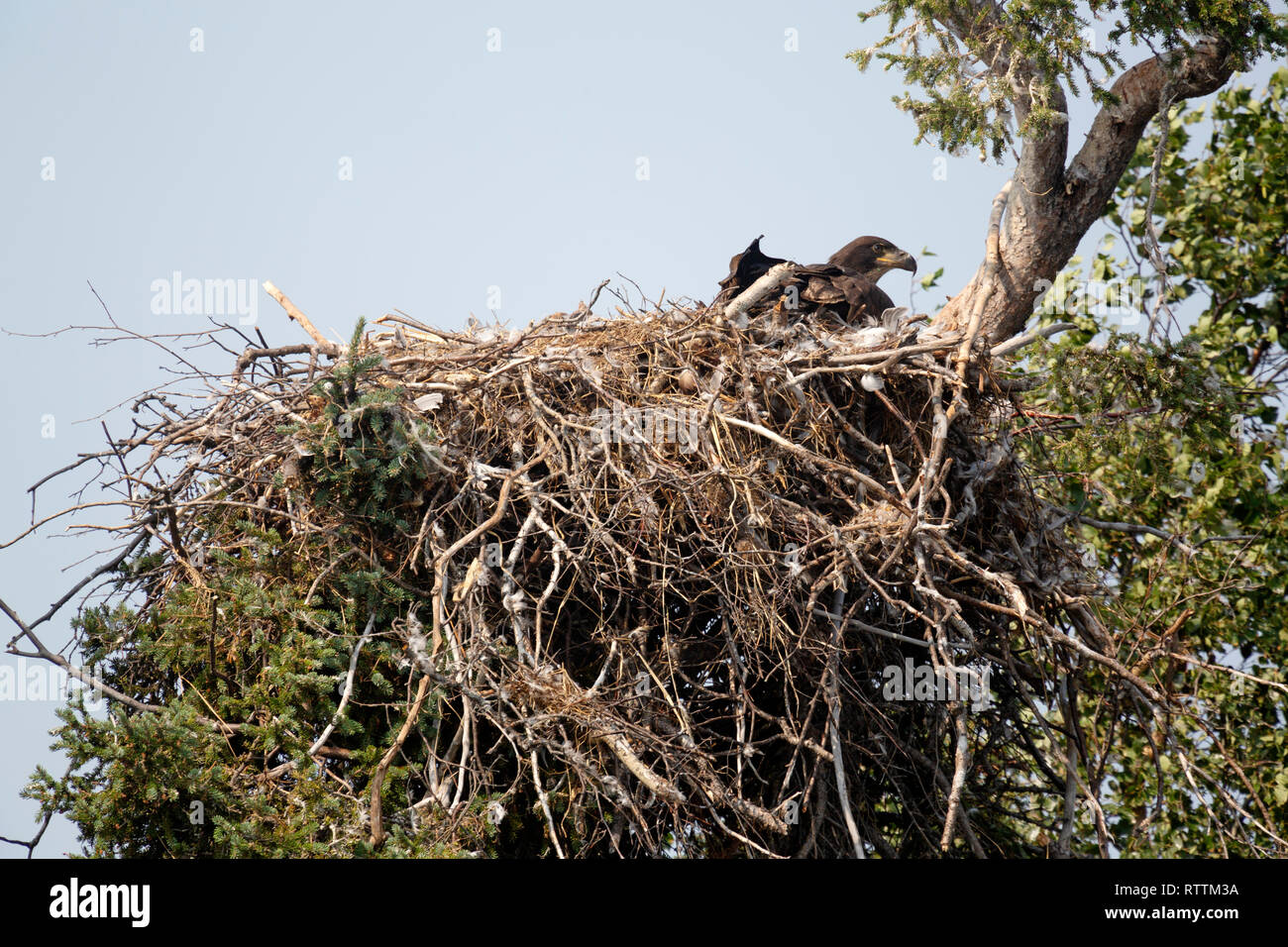 Golden eagle nest hi-res stock photography and images - Alamy