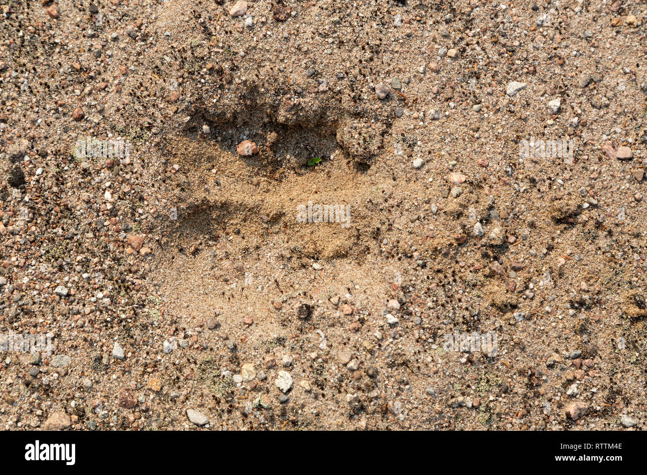 Hoof footprint hi-res stock photography and images - Alamy