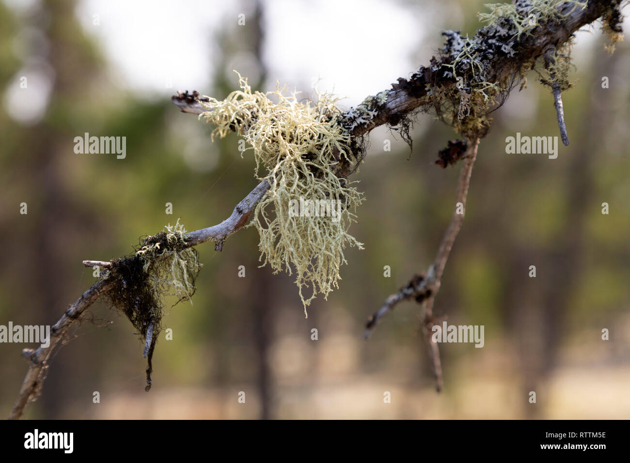 Canadian woodland caribou hi-res stock photography and images - Alamy