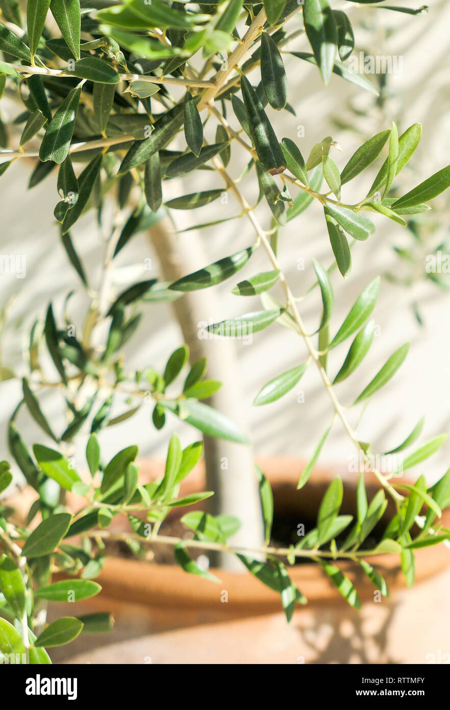 Olive tree and sunshine - gardening, nature background and ...