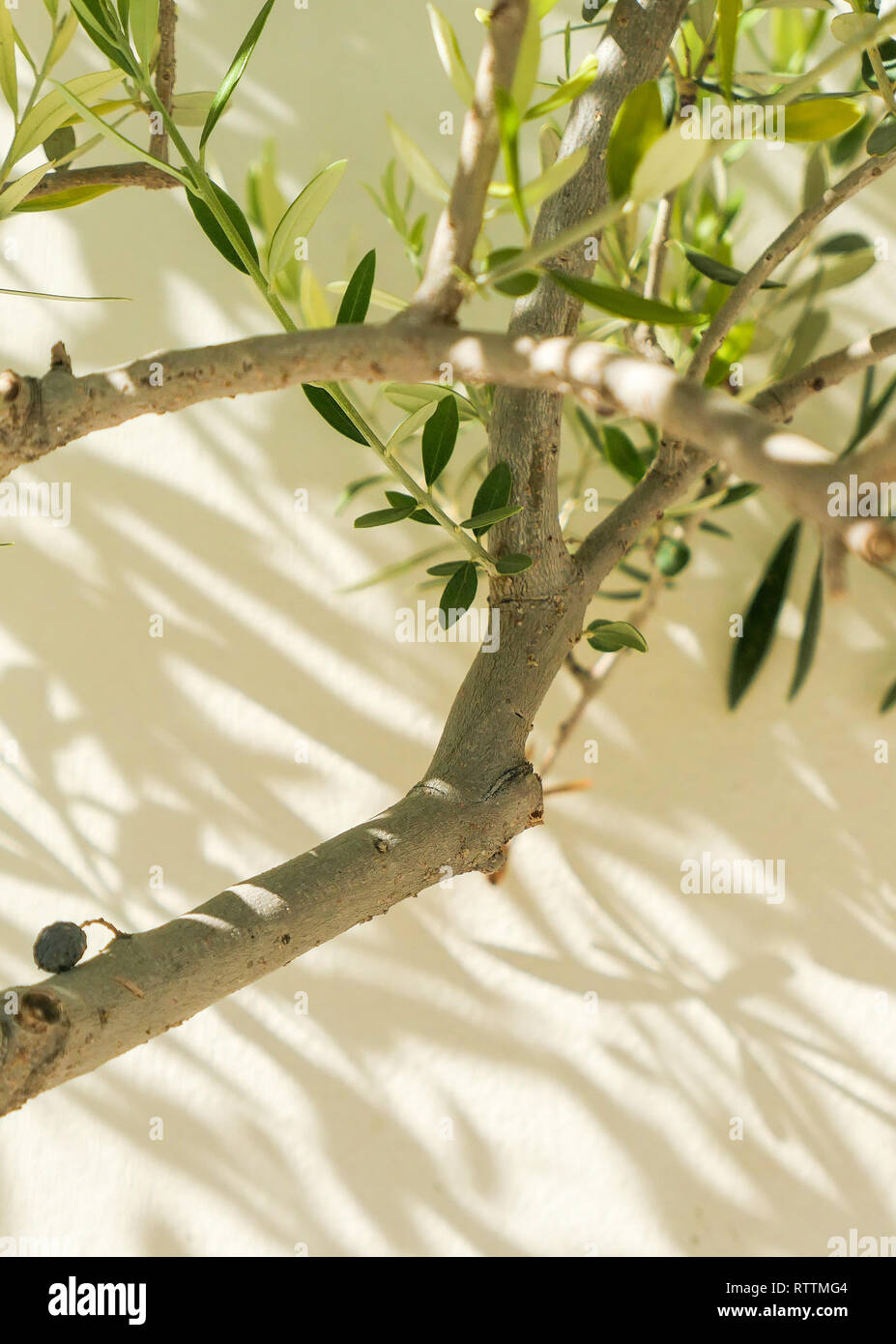 Olive tree and sunshine - gardening, nature background and ...