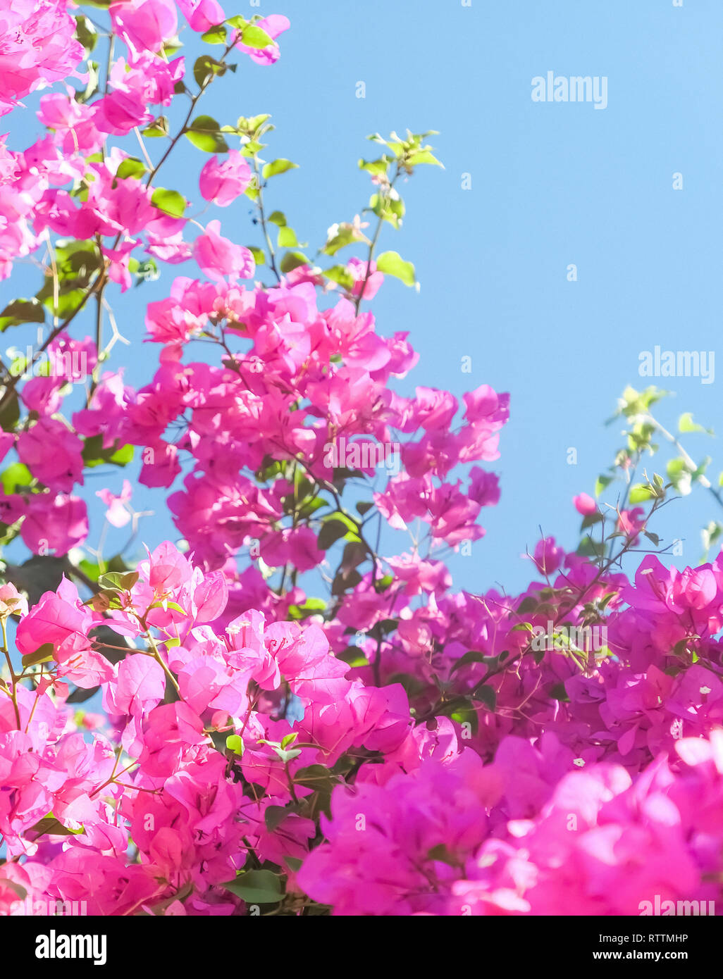 Pink flowers and blue sunny sky - floral background, spring holidays ...