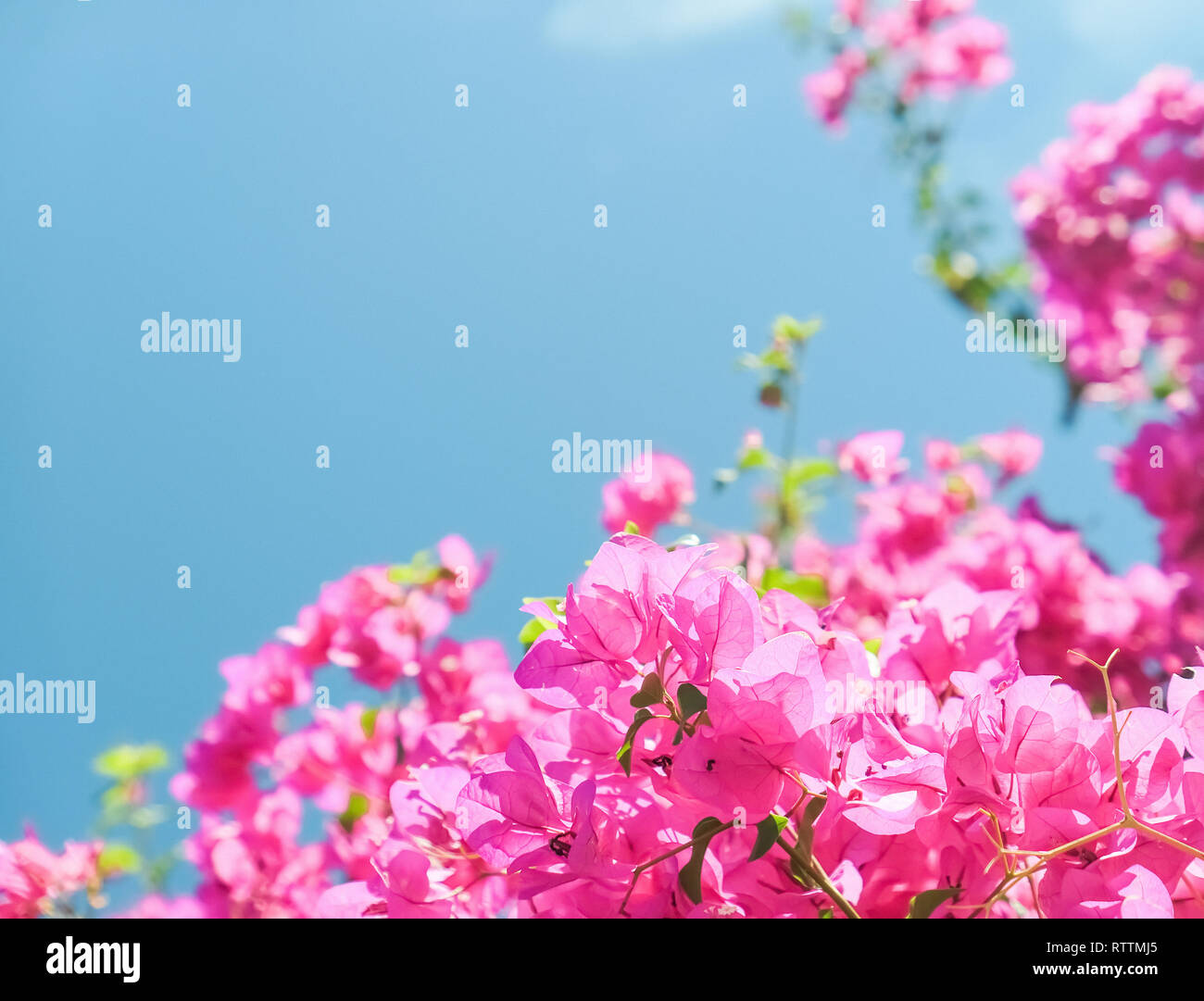 Pink flowers and blue sunny sky - floral background, spring holidays ...