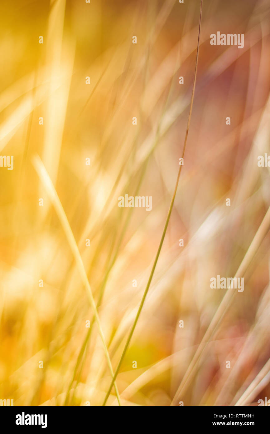 Sunshine over the summer field - beauty in nature, balanced lifestyle ...