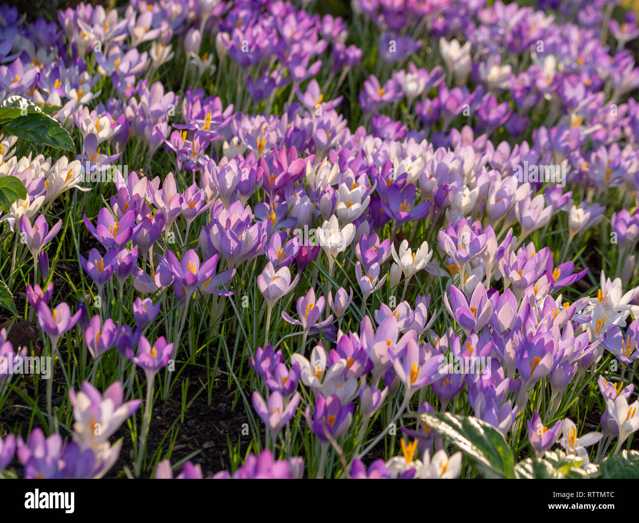 Swathe crocus hi-res stock photography and images - Alamy