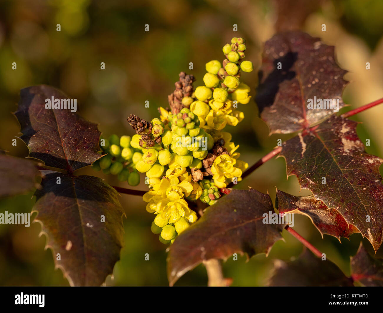 Mahonia pinnacle hi-res stock photography and images - Alamy