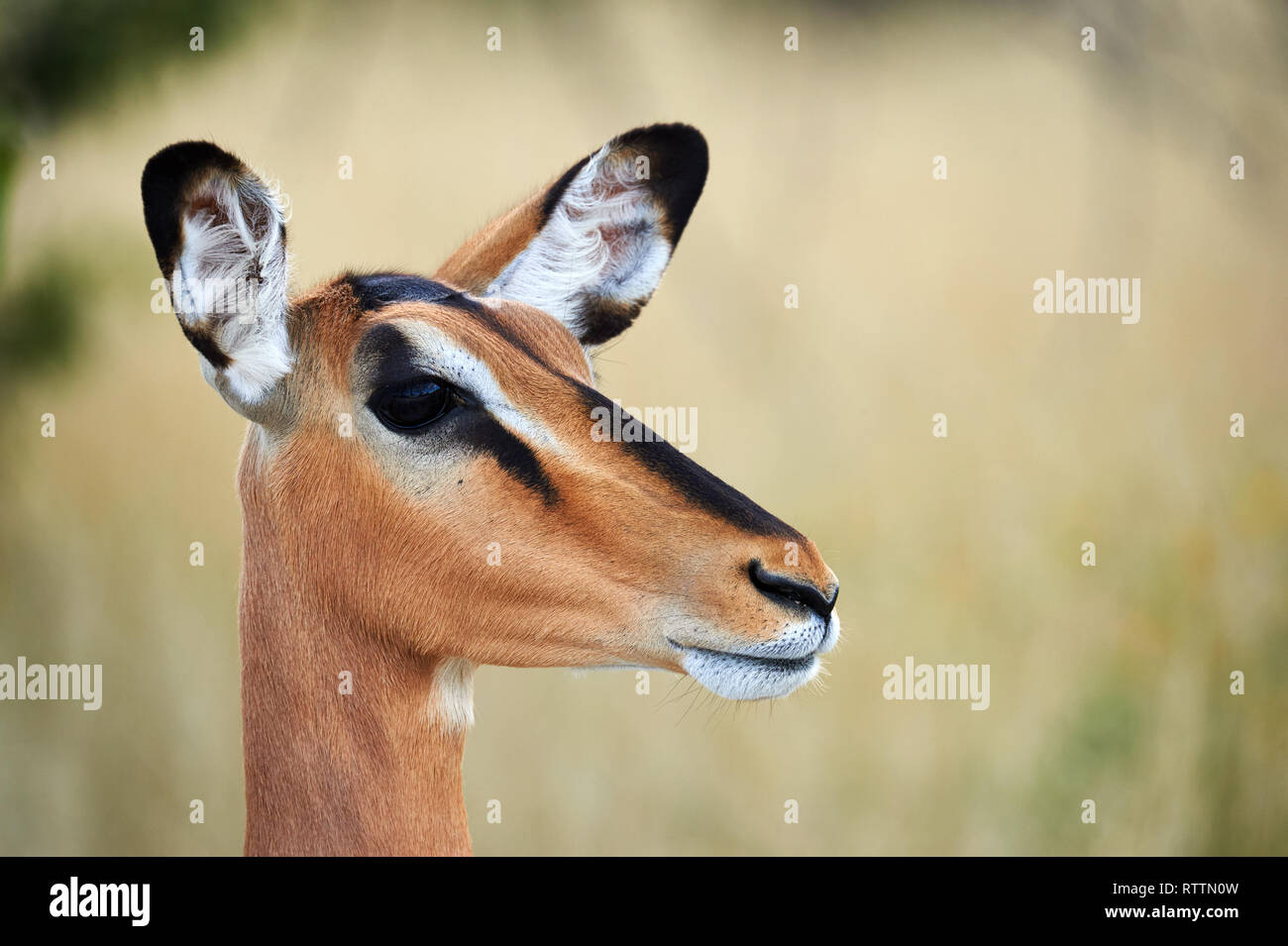 Portrait of a beautiful female blacke faced impale photographed in ...