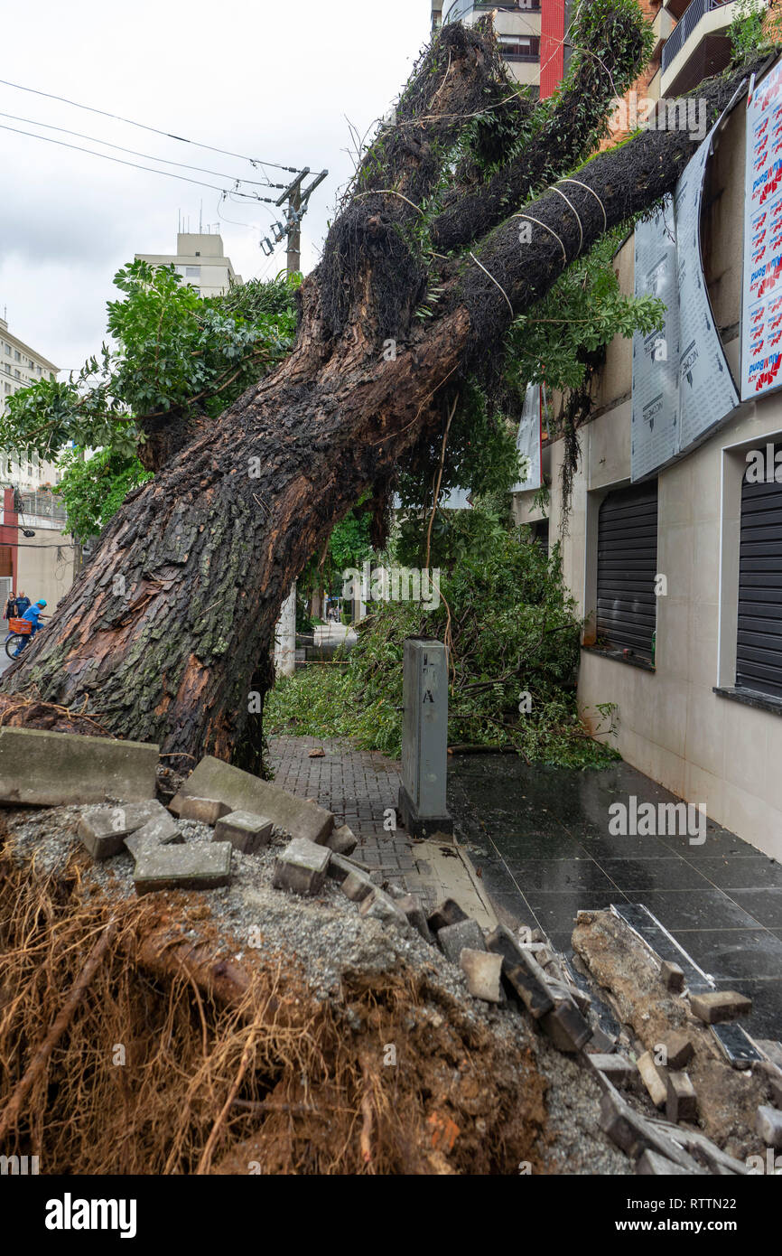 Cause tree damage hi-res stock photography and images - Alamy