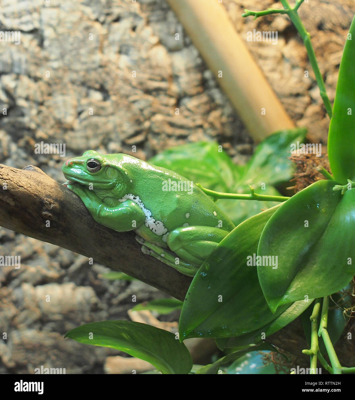 Green giant tree frog sitting on a branch. Amphibian Stock Photo - Alamy