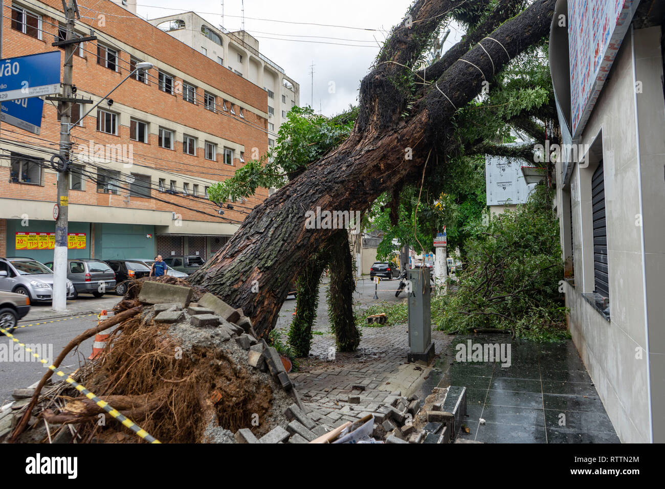 Tree roots sidewalk hi-res stock photography and images - Alamy