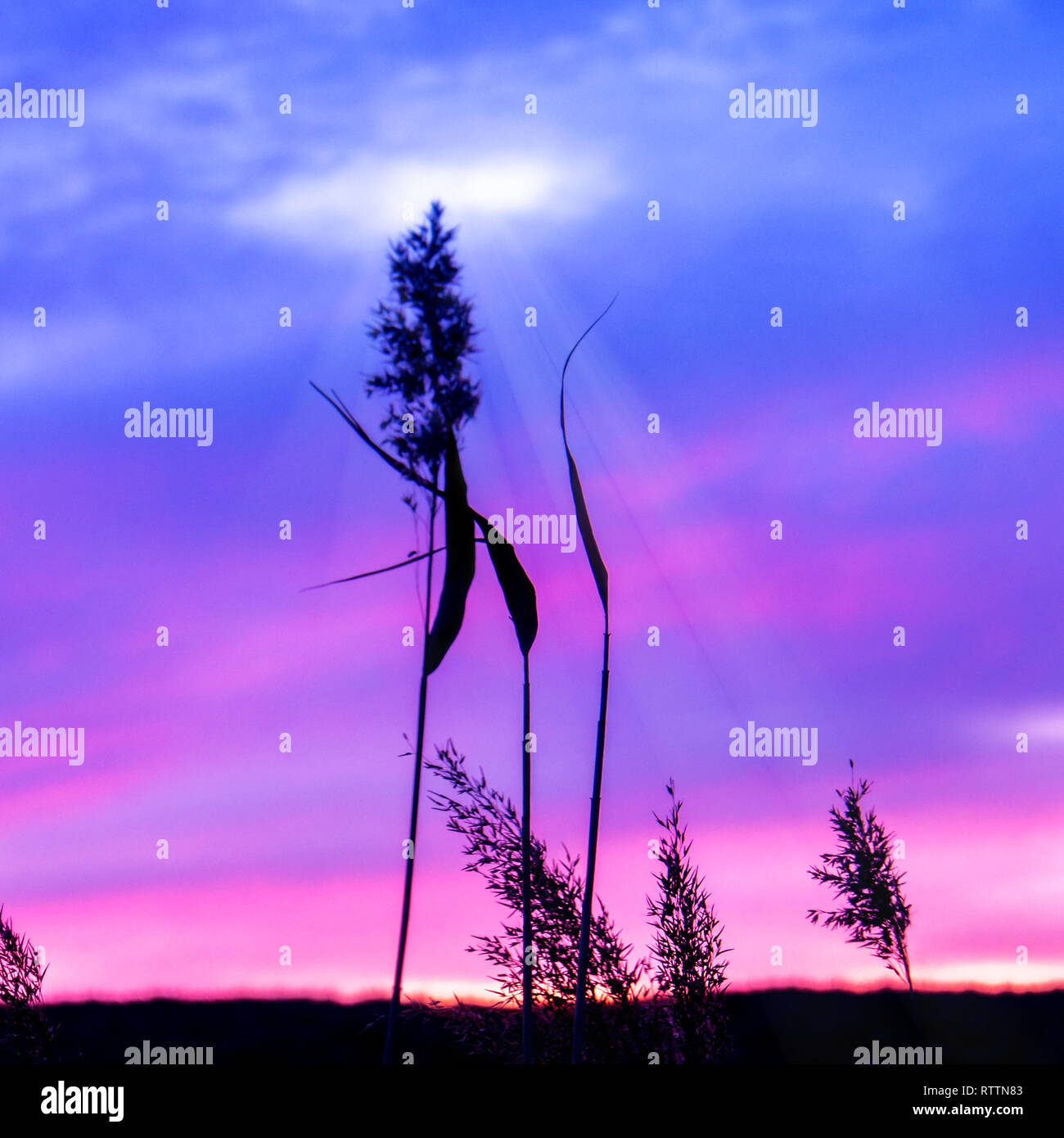 colorful sunset on sky, color gradient from blue changed to violet and ...