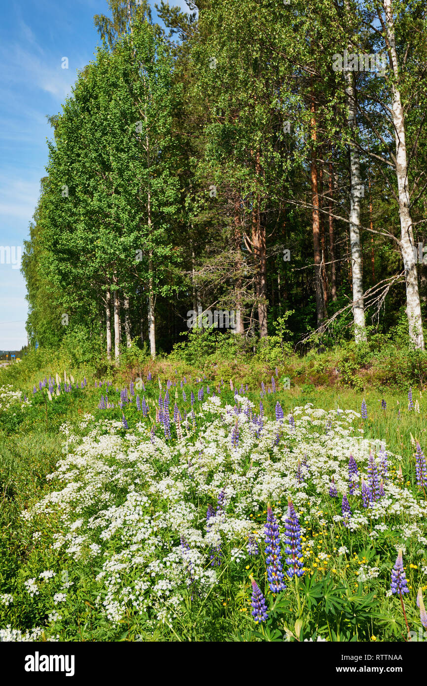 Beautiful spring bloom with many colorful flowers photographed in ...