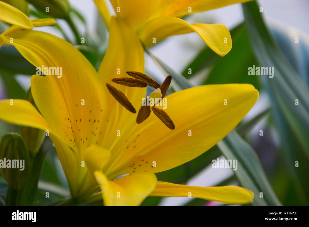Bunch of beautiful yellow lilium, Lilly plant in a flower shop, close ...
