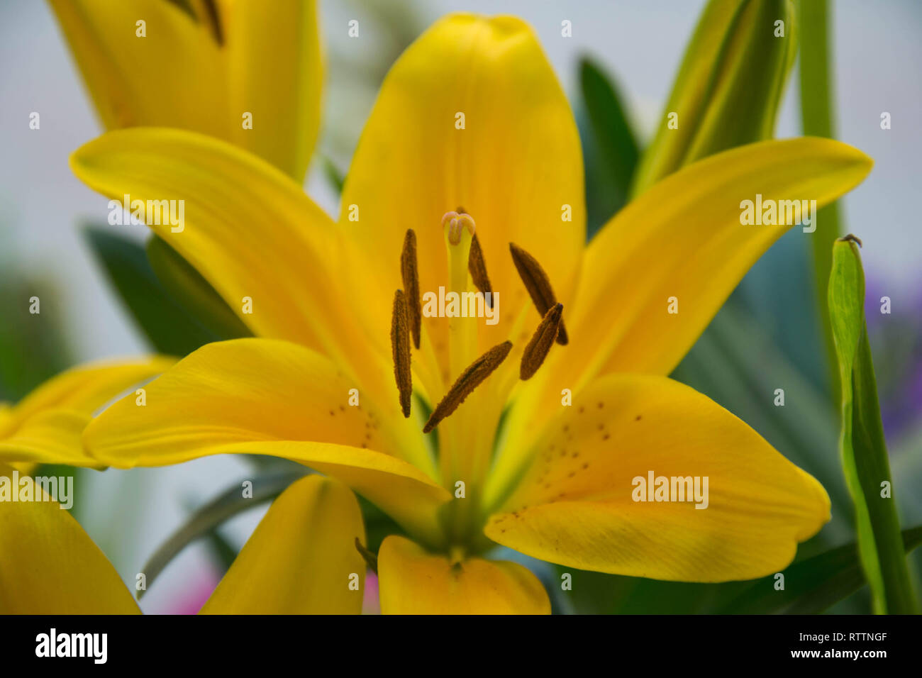 Bunch of beautiful yellow lilium, Lilly plant in a flower shop, close ...