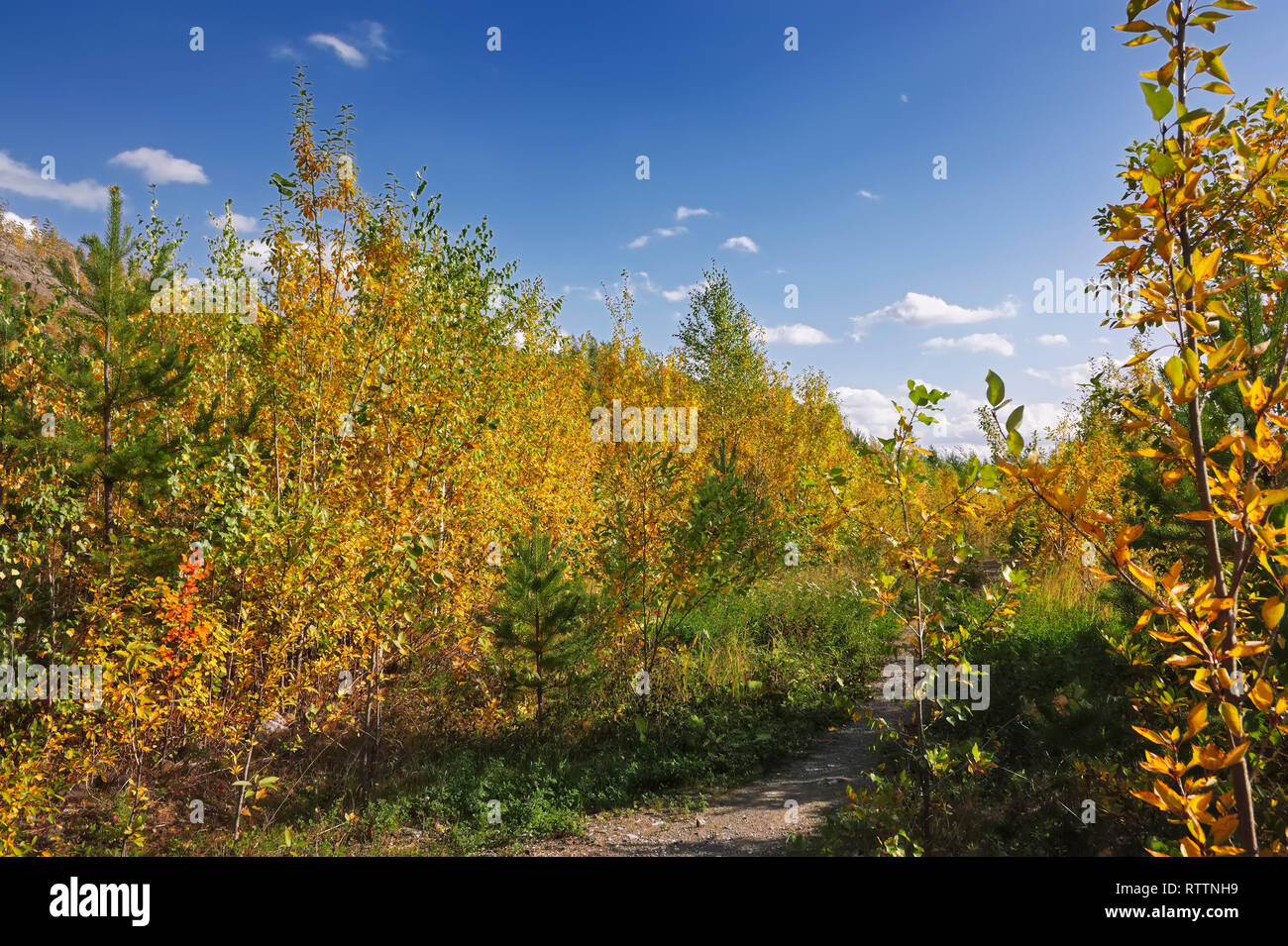 the mountain autumn landscape with colorful forest on a sunny September ...