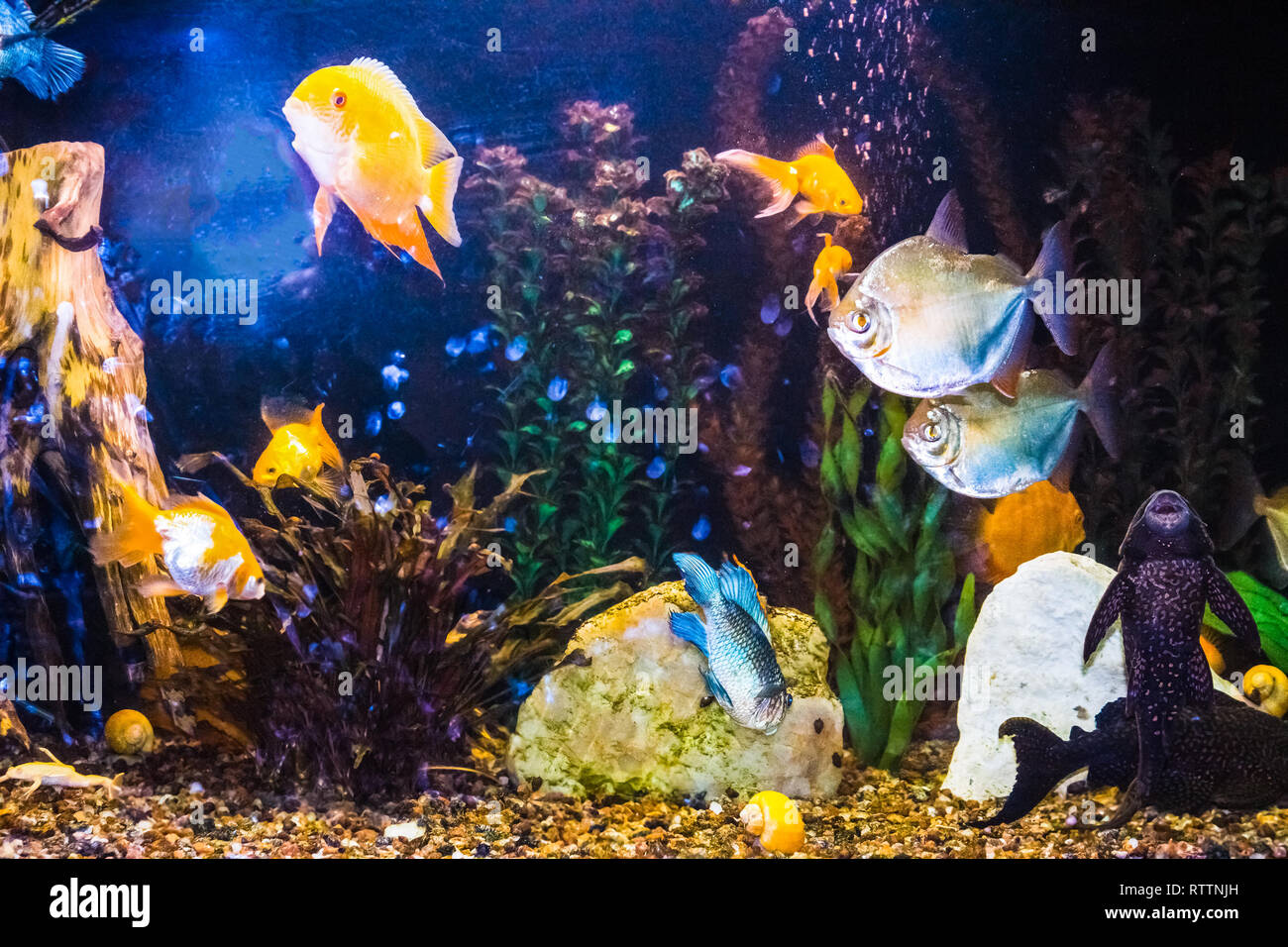 The close up of aquarium tank full of fish Stock Photo - Alamy