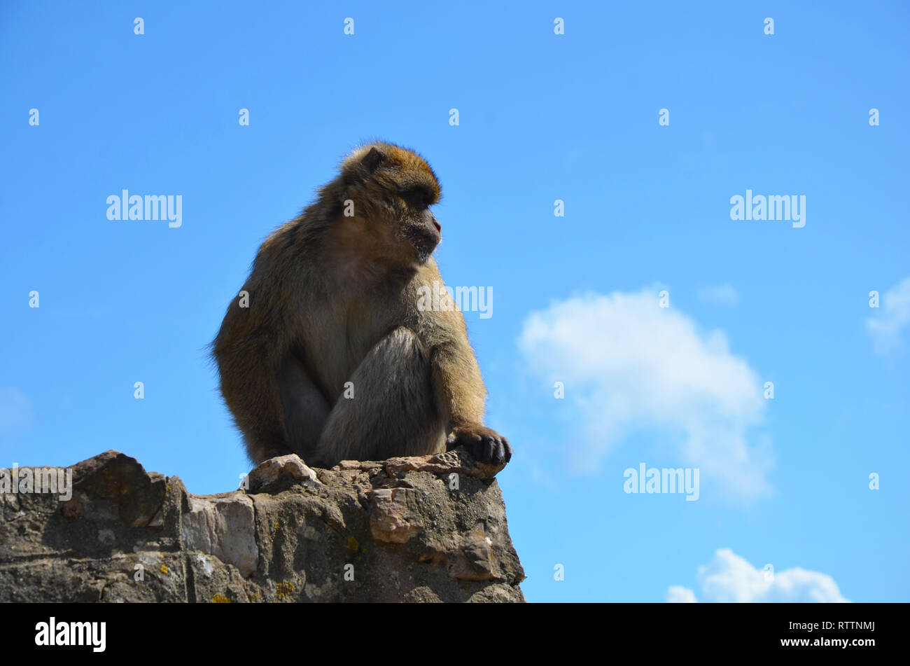 Sitting monkey morocco wildlife hi-res stock photography and images - Alamy