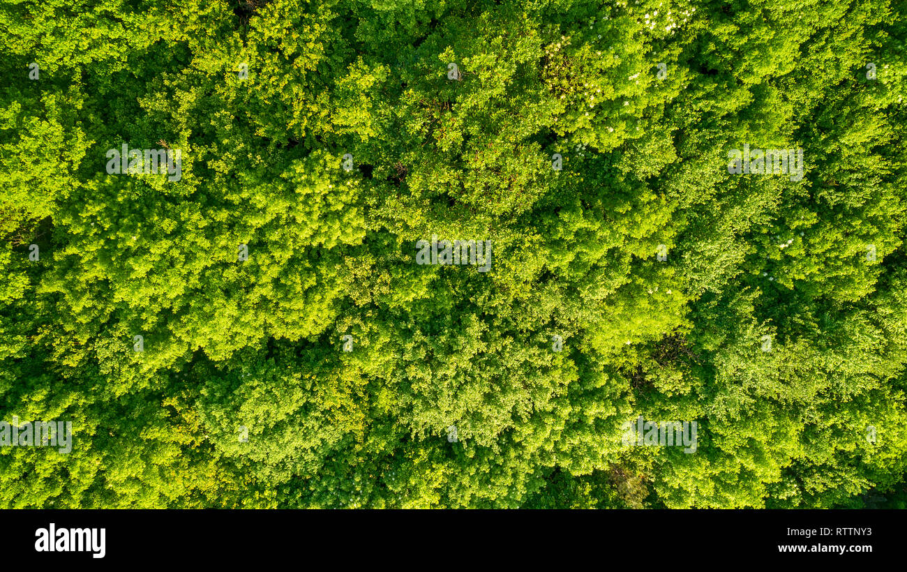 Aerial top view forest, Natural park background - Image Stock Photo - Alamy