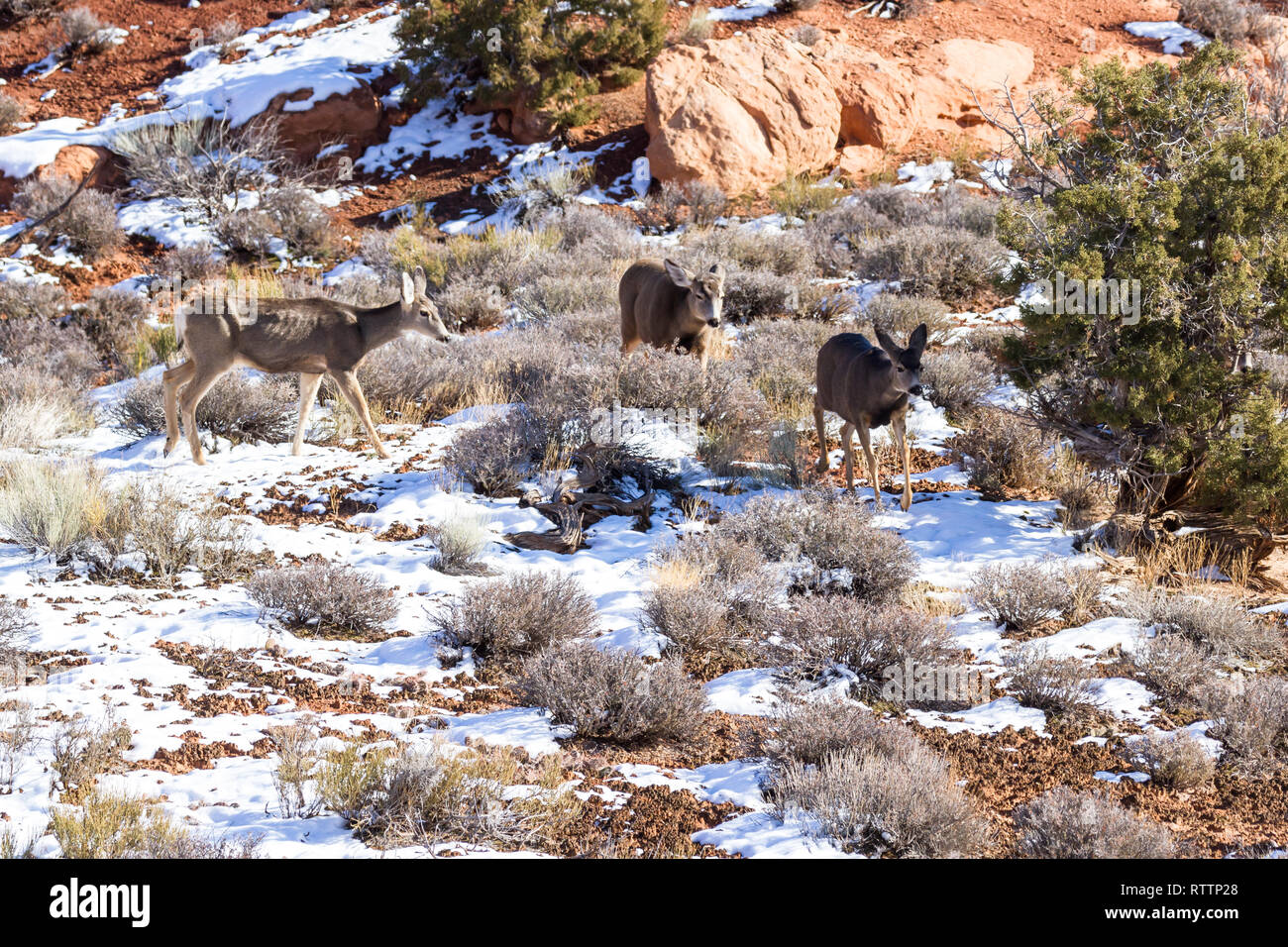 Mule Deer Arches National Park High Resolution Stock Photography and ...