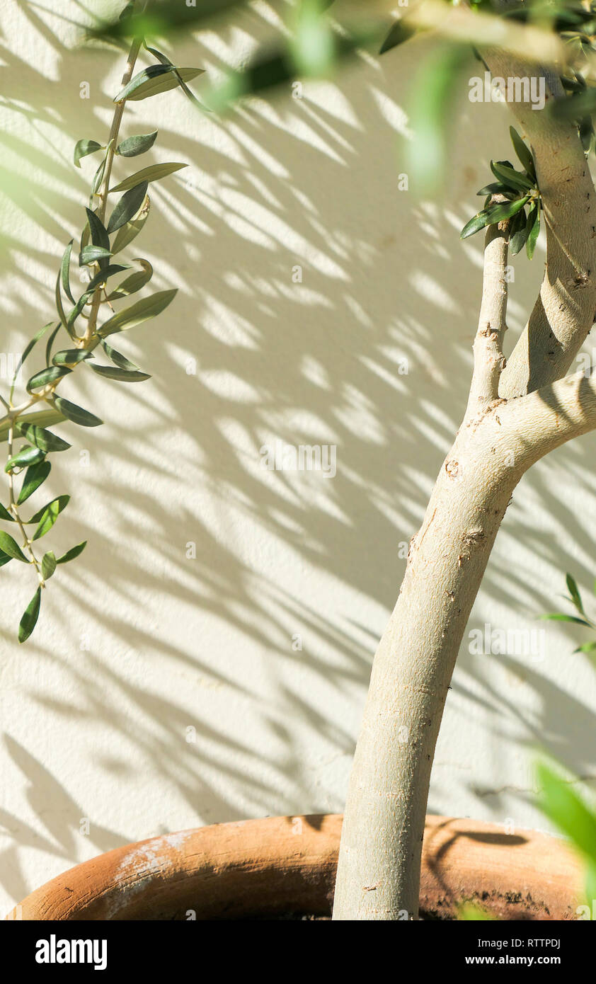 Olive tree and sunshine - gardening, nature background and ...