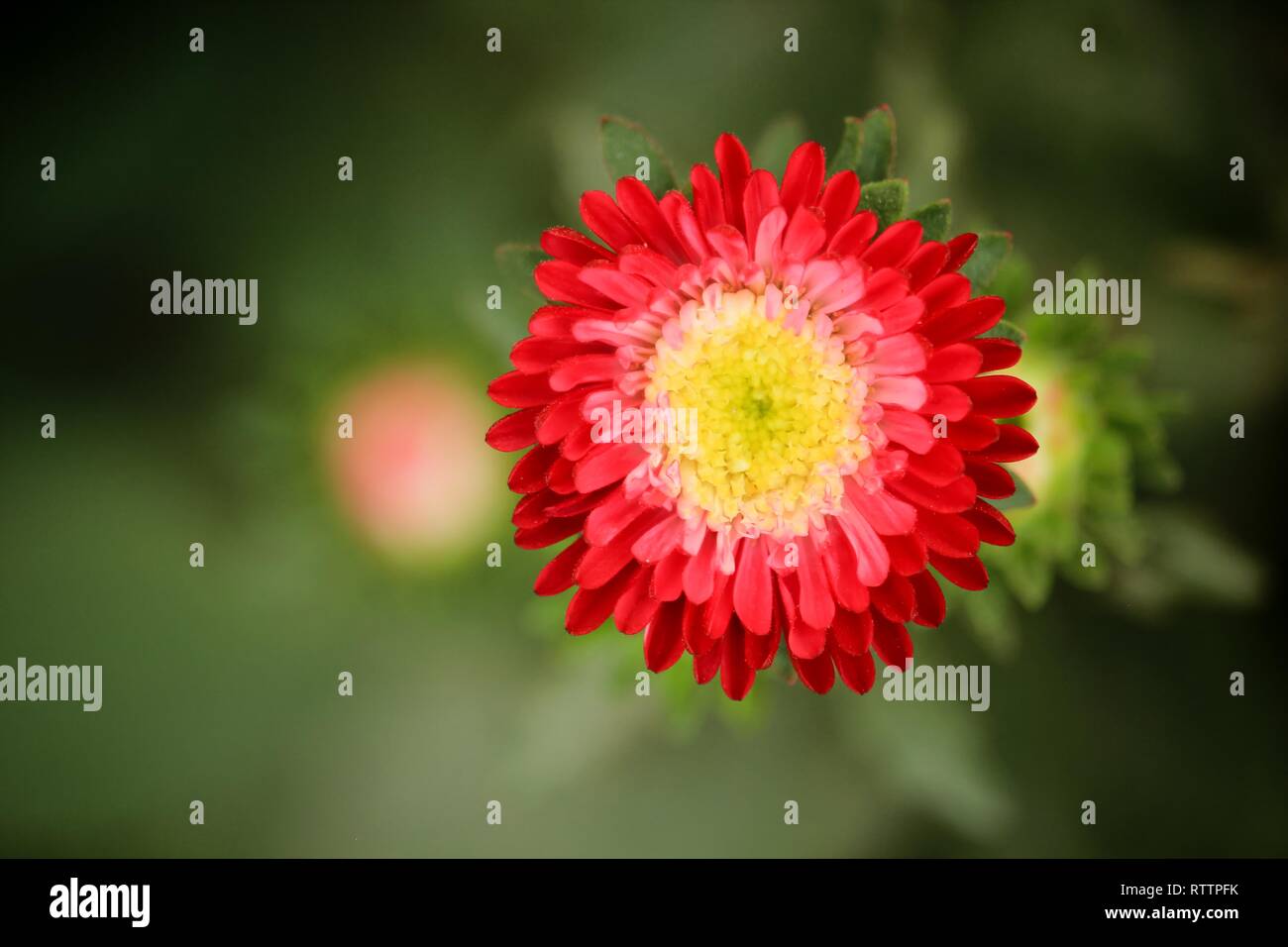 Red Single Flower Bangladesh Stock Photo - Alamy