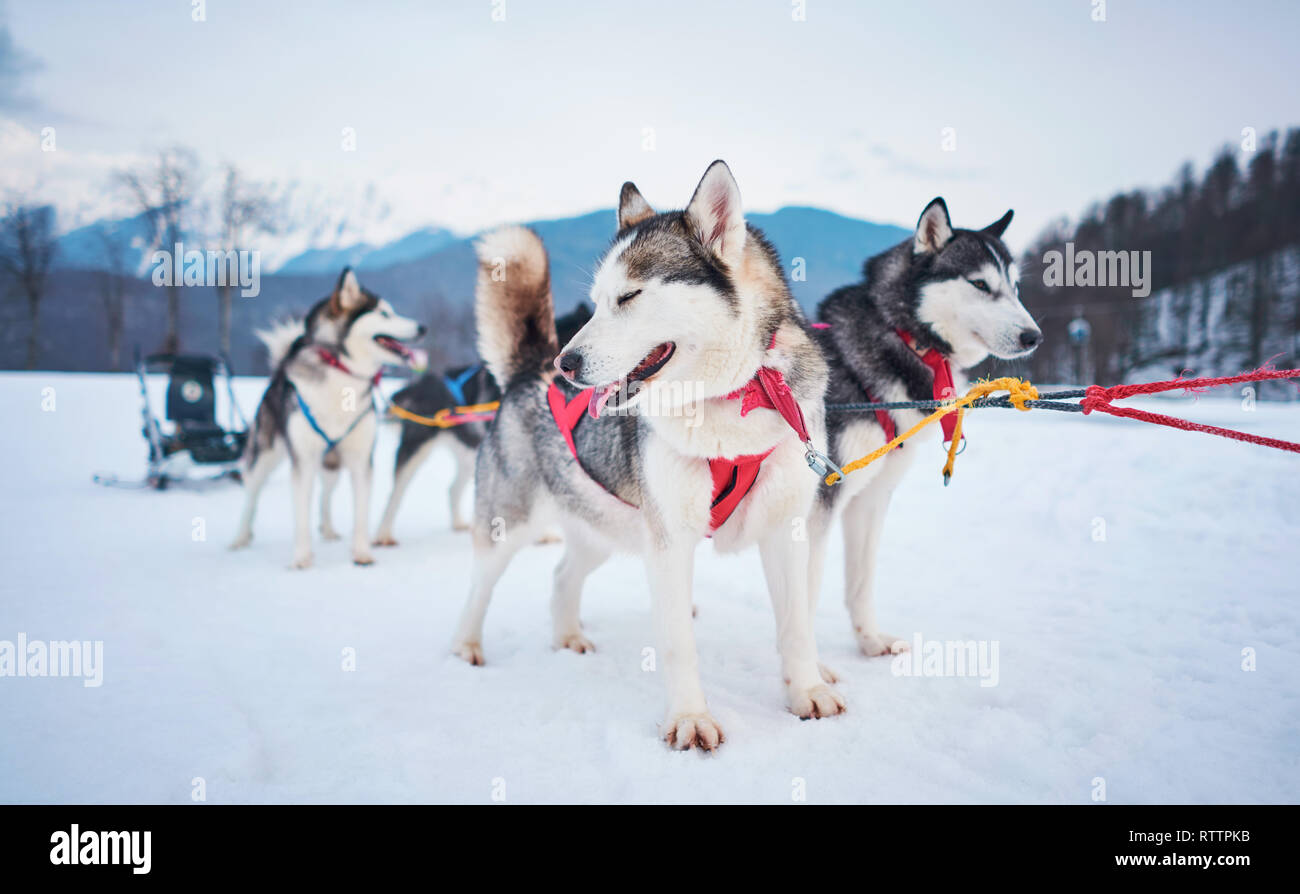 husky winter in the mountains Stock Photo - Alamy