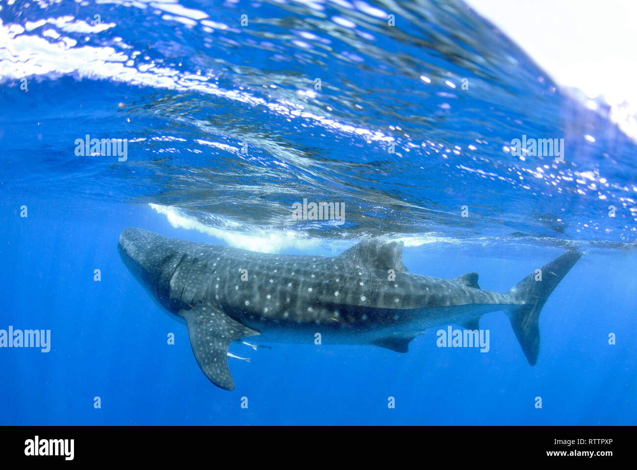 Whale shark, Rhincodon typus, Quintana-Roo, Mexico, Caribbean Sea Stock ...