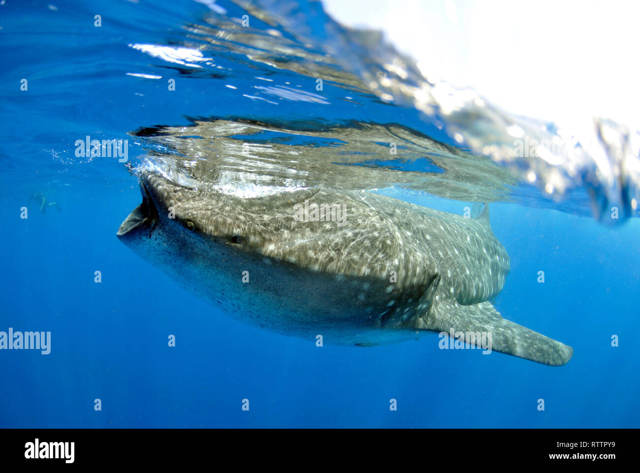 Whale shark, Rhincodon typus, Quintana-Roo, Mexico, Caribbean Sea Stock ...