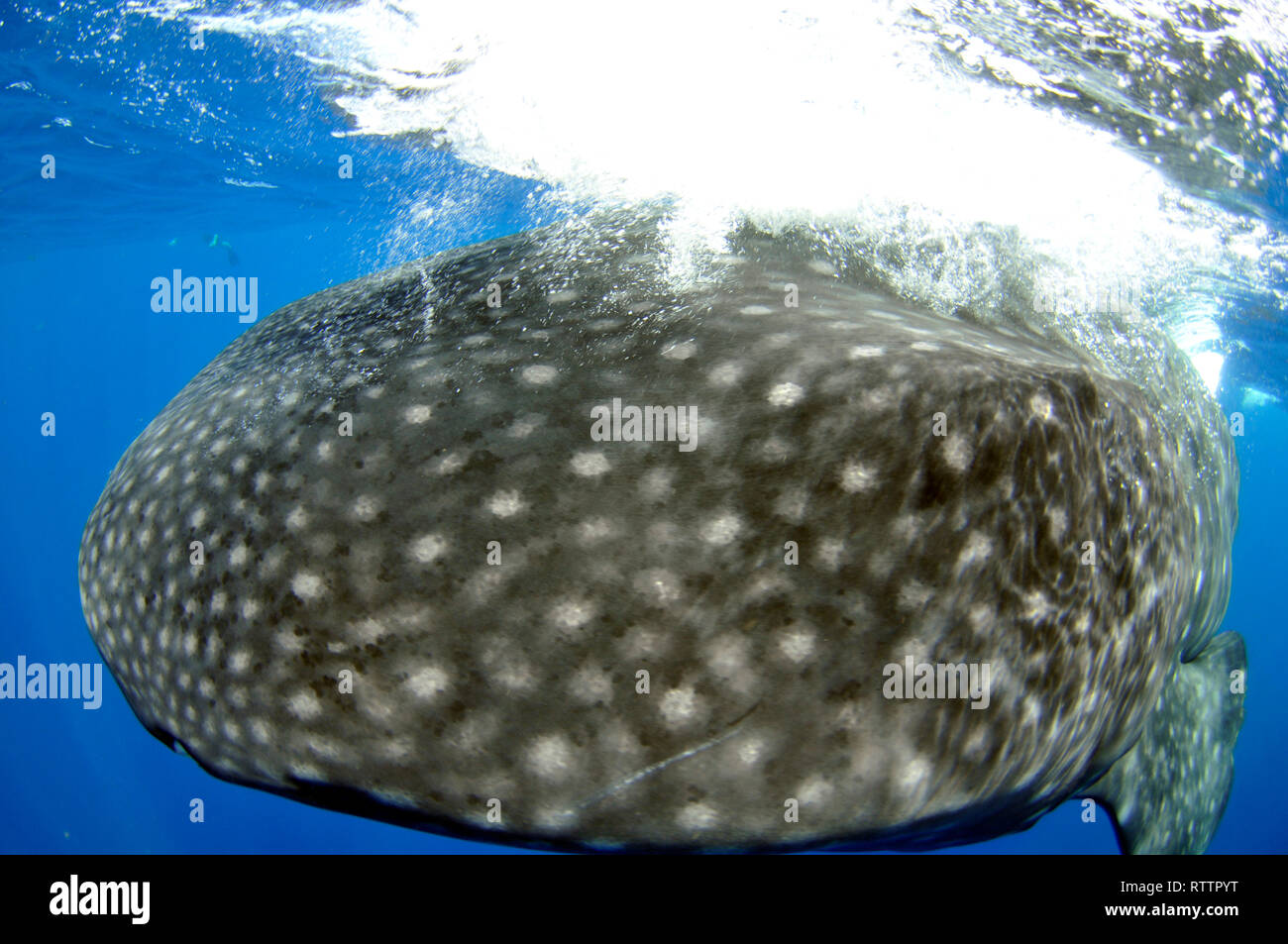 Whale shark, Rhincodon typus, Quintana-Roo, Mexico, Caribbean Sea Stock ...