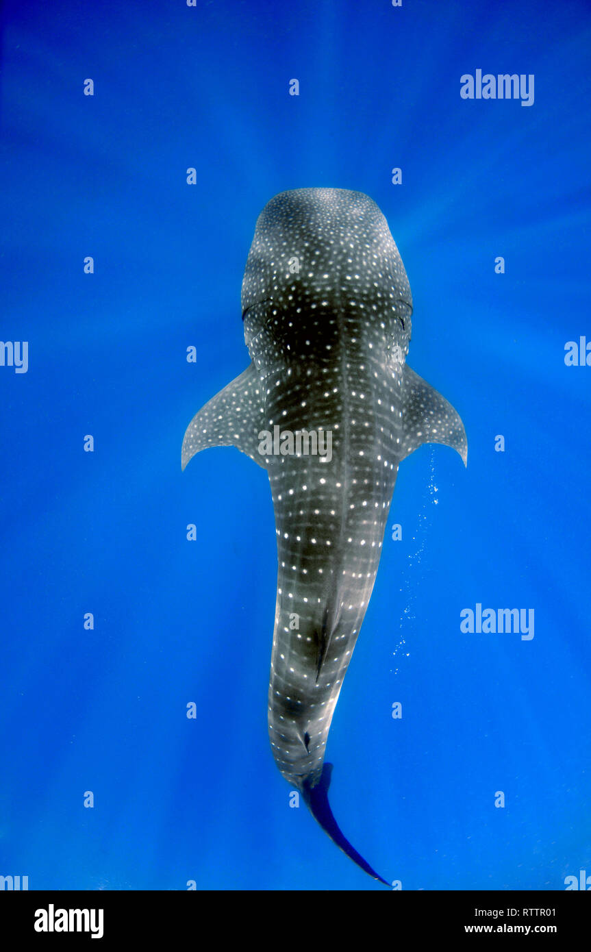 Whale shark, Rhincodon typus, Quintana-Roo, Mexico, Caribbean Sea Stock ...