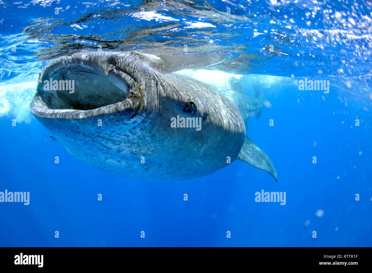Whale shark, Rhincodon typus, Quintana-Roo, Mexico, Caribbean Sea Stock ...