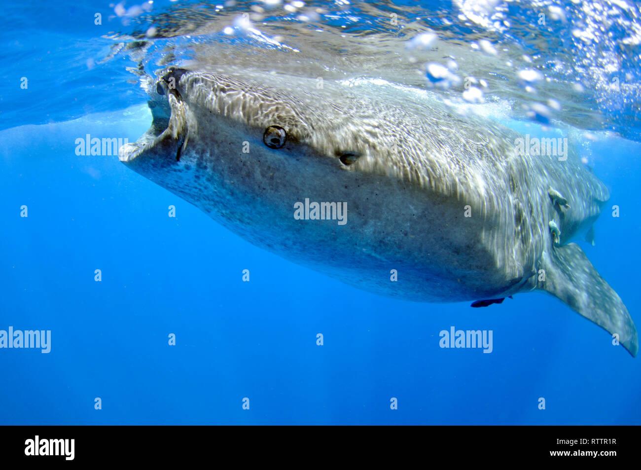 Whale shark, Rhincodon typus, Quintana-Roo, Mexico, Caribbean Sea Stock ...