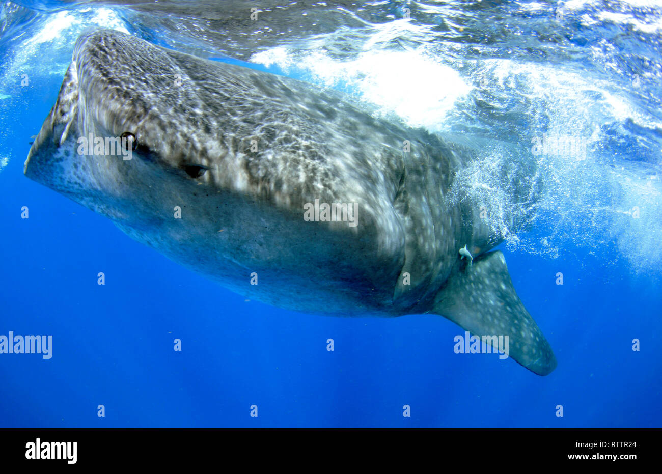 Whale shark, Rhincodon typus, Quintana-Roo, Mexico, Caribbean Sea Stock ...