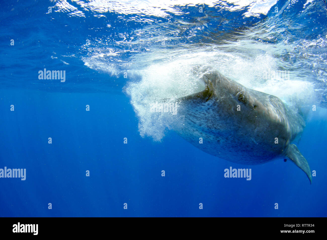Whale shark, Rhincodon typus, Quintana-Roo, Mexico, Caribbean Sea Stock ...