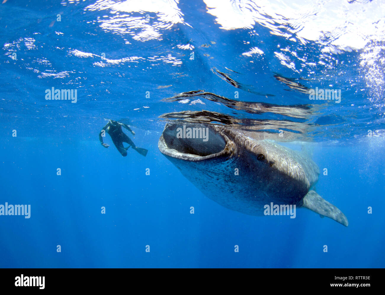 Whale shark, Rhincodon typus, Quintana-Roo, Mexico, Caribbean Sea Stock ...