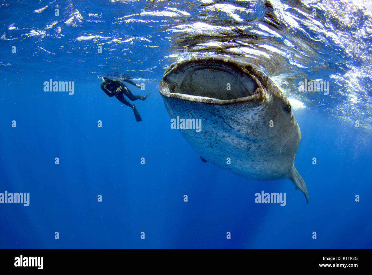 Whale shark, Rhincodon typus, Quintana-Roo, Mexico, Caribbean Sea Stock ...