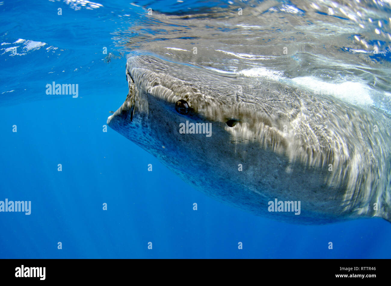 Whale shark, Rhincodon typus, Quintana-Roo, Mexico, Caribbean Sea Stock ...