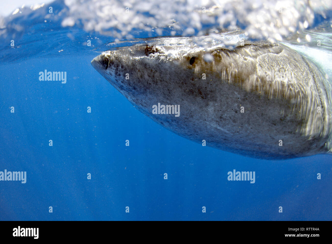 Whale shark, Rhincodon typus, Quintana-Roo, Mexico, Caribbean Sea Stock ...