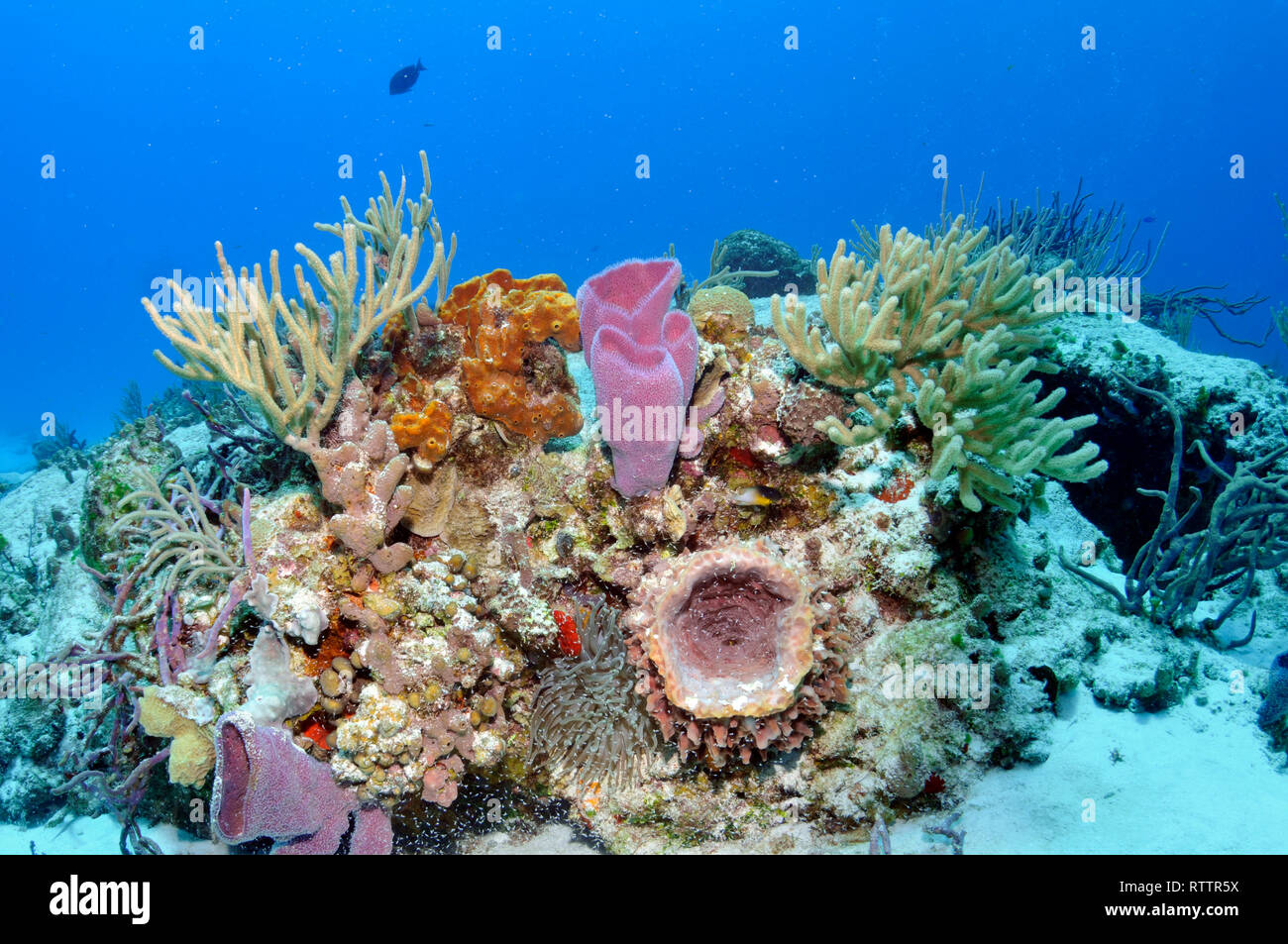 Colorful coral reefs and sponges, Cozumel, Quintana-Roo, Mexico ...