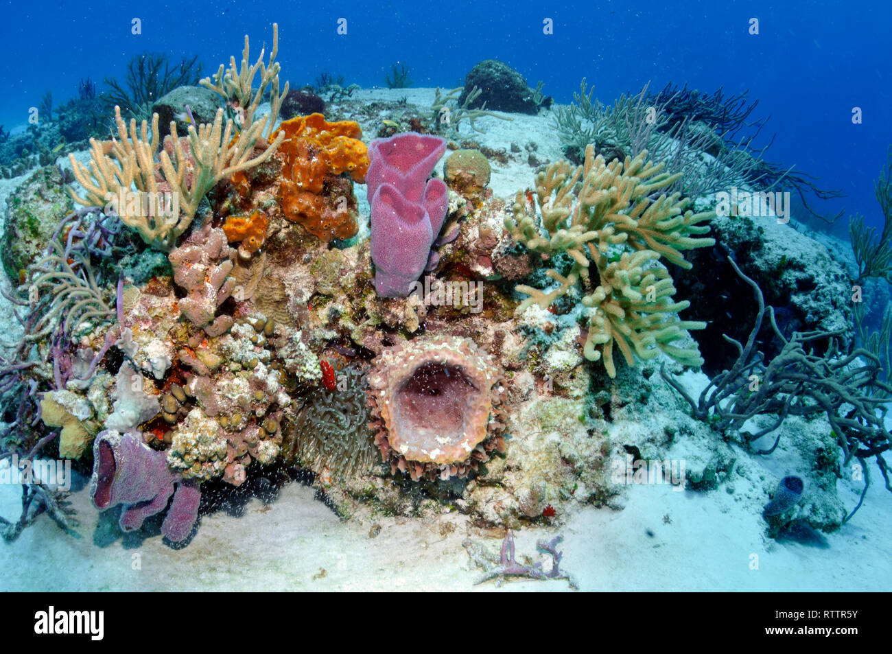 Colorful coral reefs and sponges, Cozumel, Quintana-Roo, Mexico ...