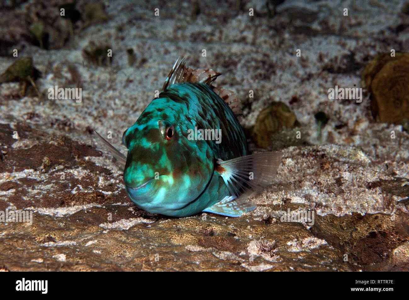 Parrotfish, Scarus sp., sleeping, Cozumel, Mexico, Caribbean Stock ...