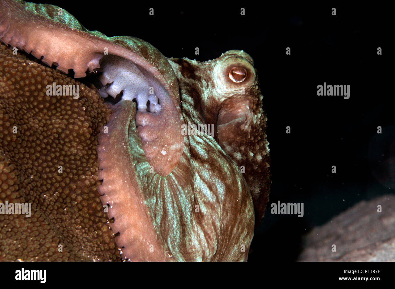Octopus, Octopus briareus, in a night dive at the Paradise Reef ...