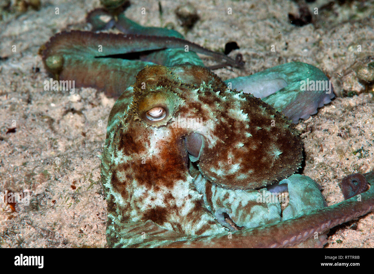 Octopus, Octopus briareus, in a night dive at the Paradise Reef ...