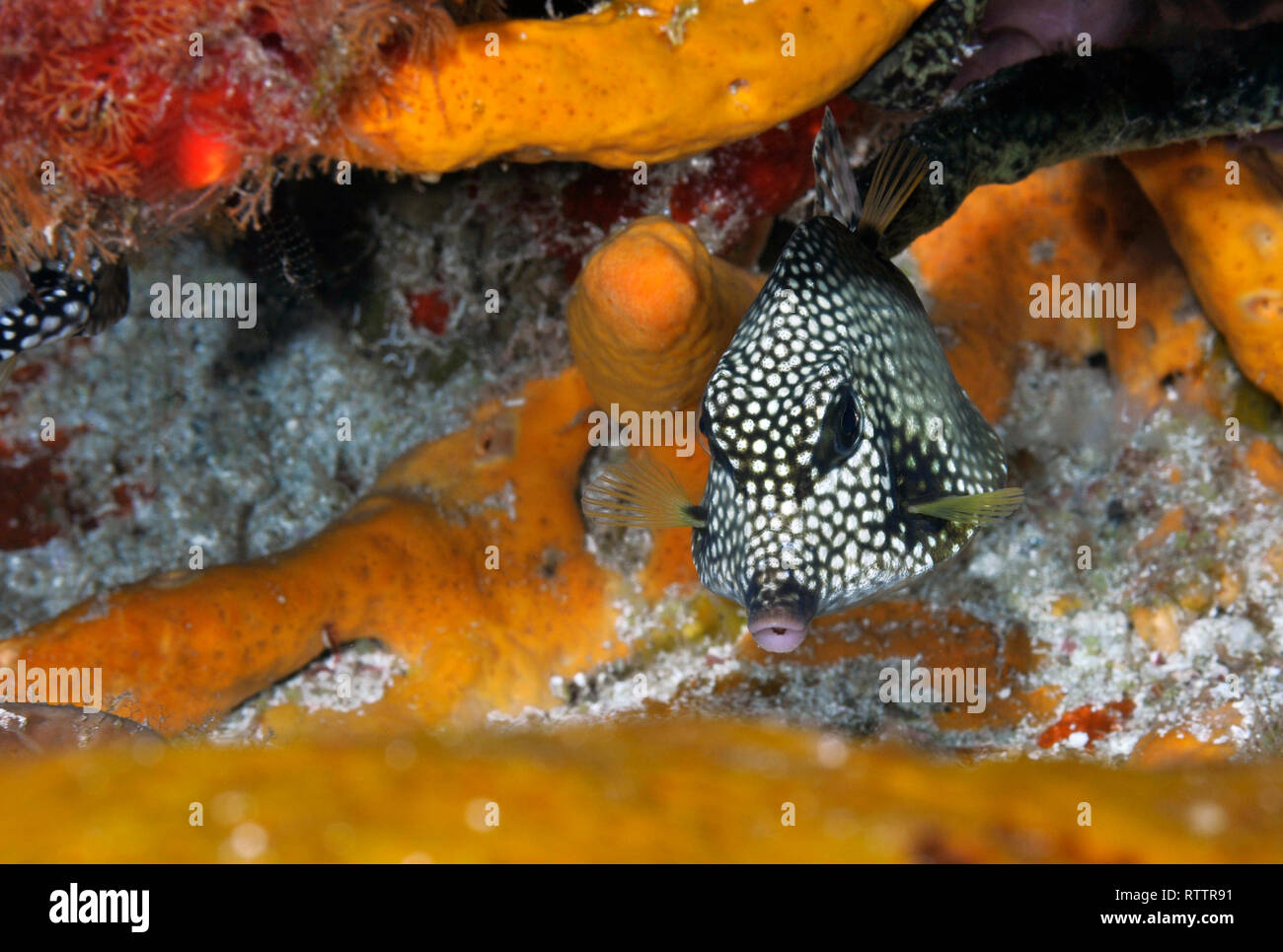 Smooth trunkfish, Lactophrys triqueter, Cozumel, Mexico, Caribbean ...