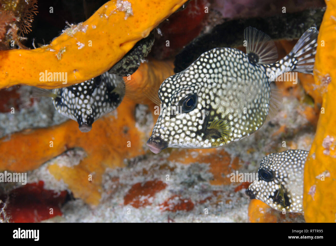 Smooth trunkfish, Lactophrys triqueter, Cozumel, Mexico, Caribbean ...