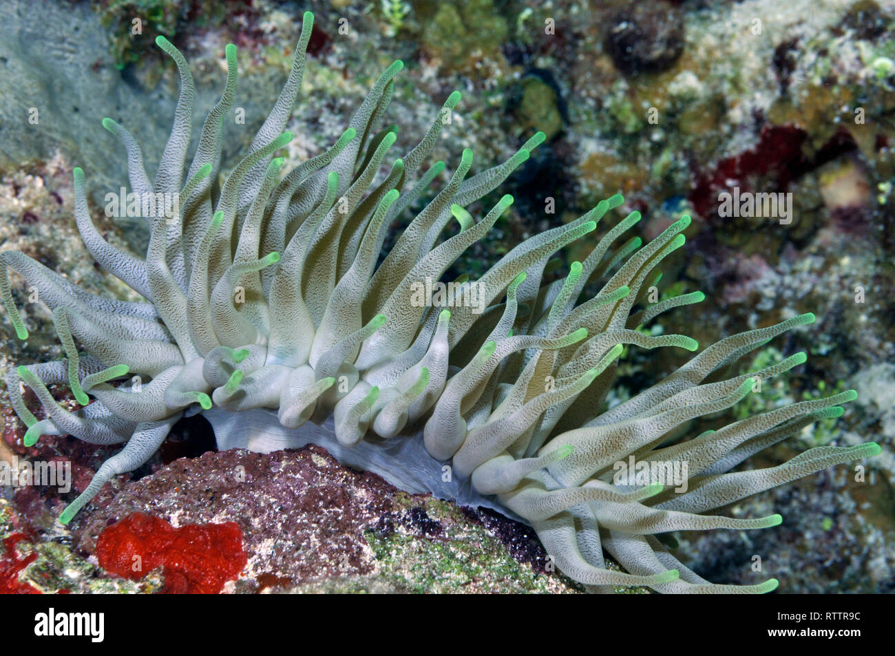 Giant anemone, Condylactis gigantea, Cozumel, Mexico, Caribbean Stock ...